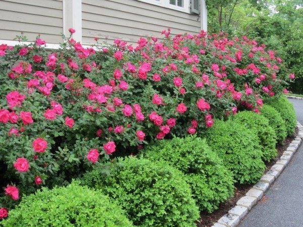 Alternatives to Knockout Roses | Professional Grounds